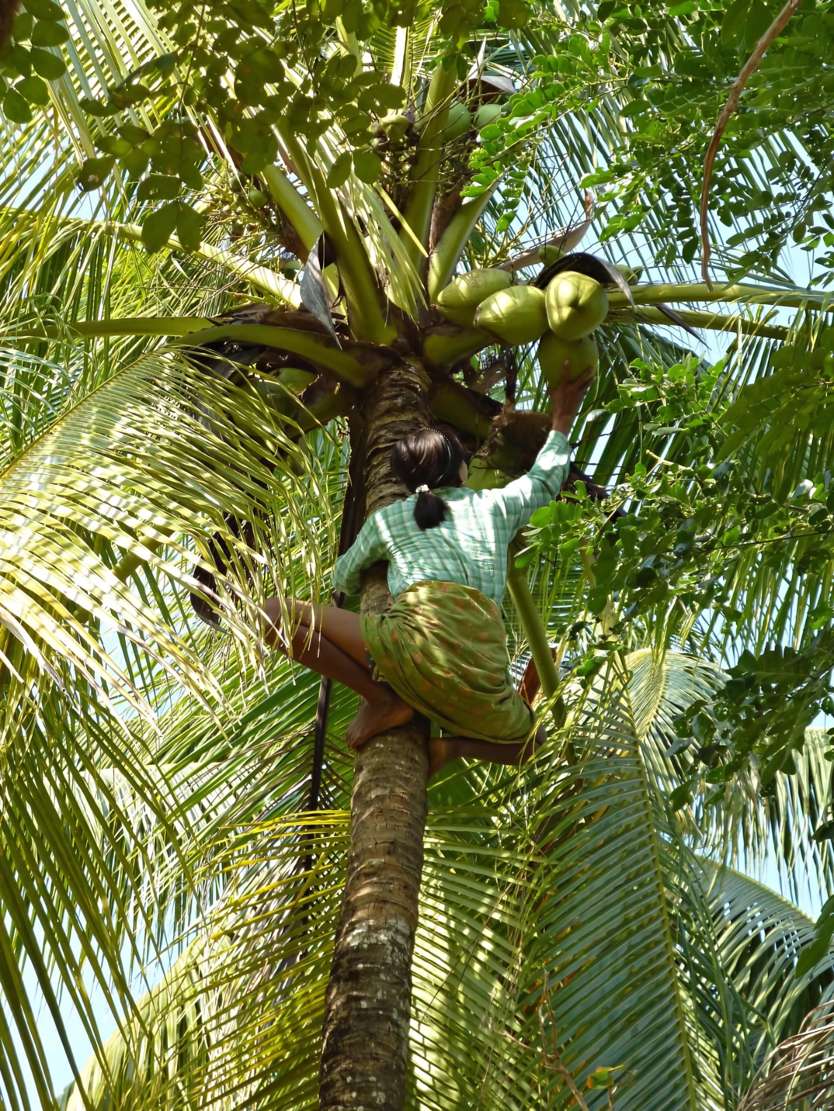 Best Supplier Coconut Products | Indonesia Coconut Oil - Coconut Asia ...